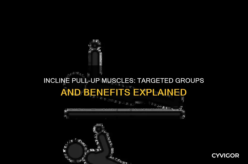 Incline Pull-Up Muscles: Targeted Groups And Benefits Explained | CyVigor