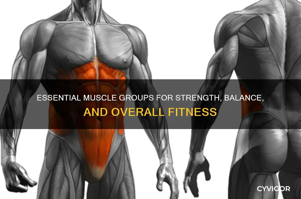 Essential Muscle Groups For Strength, Balance, And Overall Fitness ...