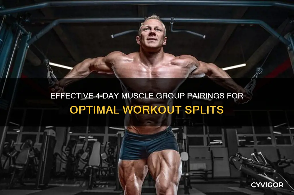 Effective 4-Day Muscle Group Pairings For Optimal Workout Splits | CyVigor