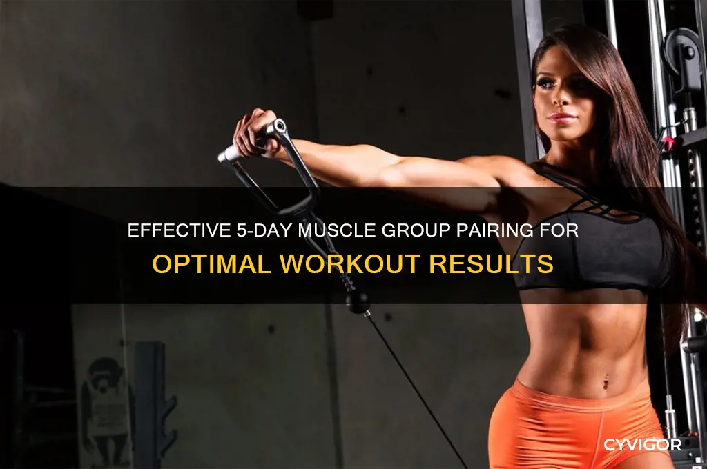 Effective 5-Day Muscle Group Pairing For Optimal Workout Results | CyVigor