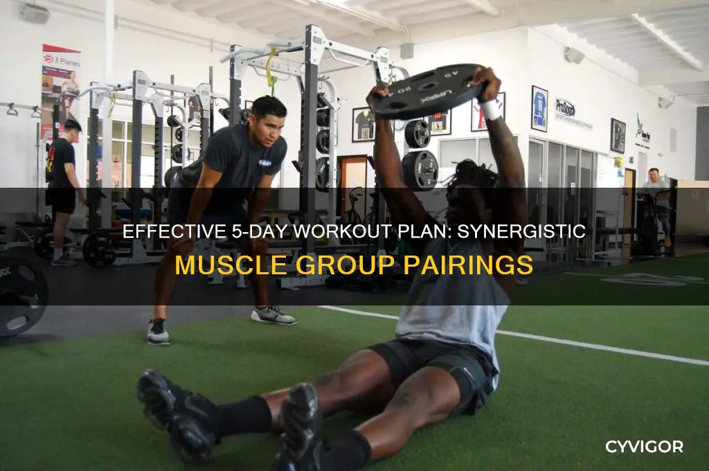 Effective 5-Day Workout Plan: Synergistic Muscle Group Pairings | CyVigor