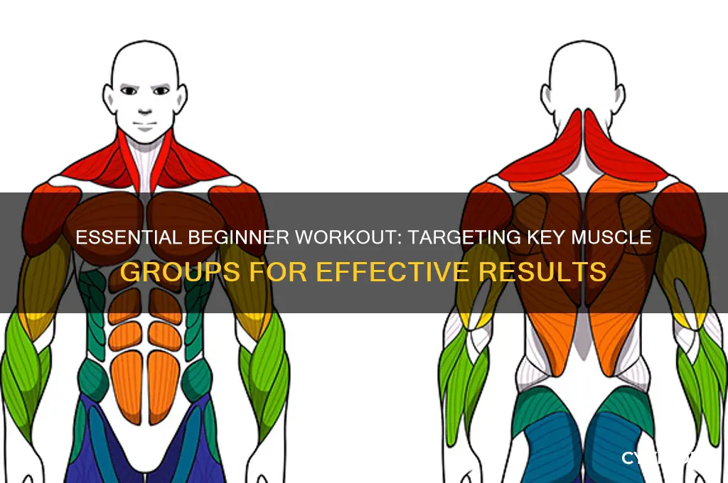 Essential Beginner Workout: Targeting Key Muscle Groups For Effective ...