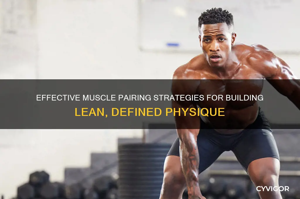 Effective Muscle Pairing Strategies For Building Lean, Defined Physique ...