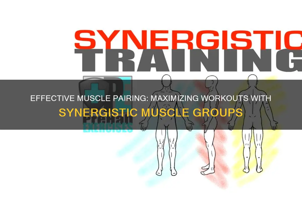 Effective Muscle Pairing: Maximizing Workouts With Synergistic Muscle ...