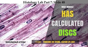 Hip Abduction: Which Muscles Are Involved And Why It Matters | CyVigor