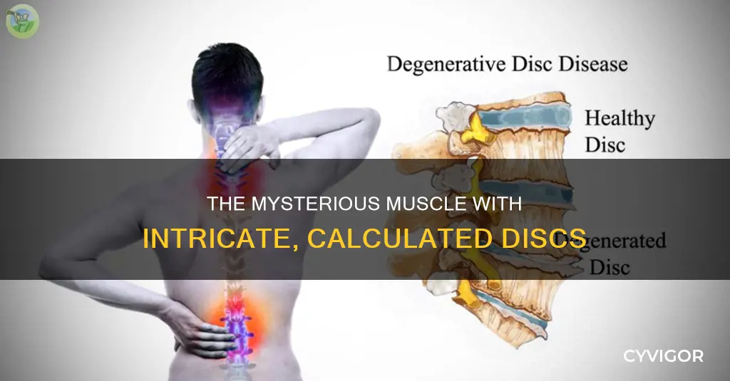 The Mysterious Muscle With Intricate, Calculated Discs | CyVigor