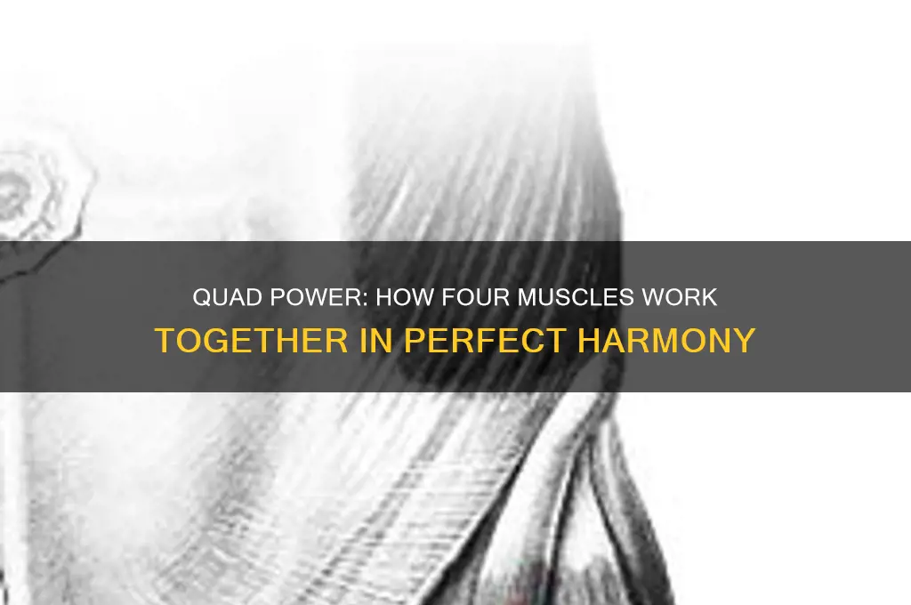 Quad Power: How Four Muscles Work Together In Perfect Harmony | CyVigor