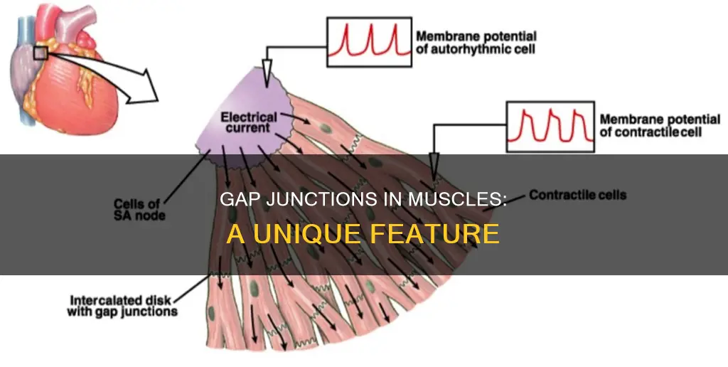 Gap Junctions In Muscles: A Unique Feature | CyVigor
