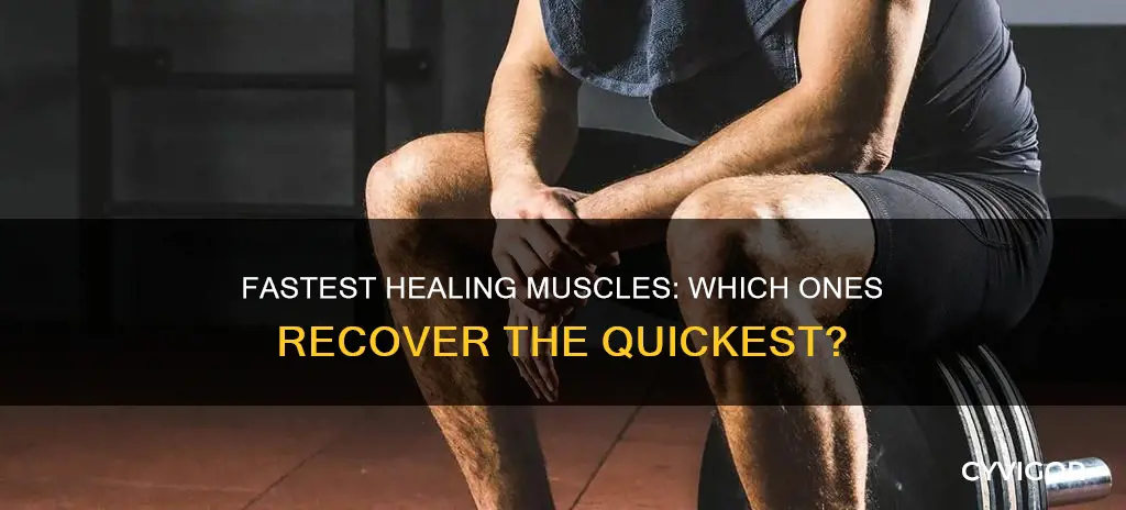 Fastest Healing Muscles: Which Ones Recover The Quickest? | CyVigor
