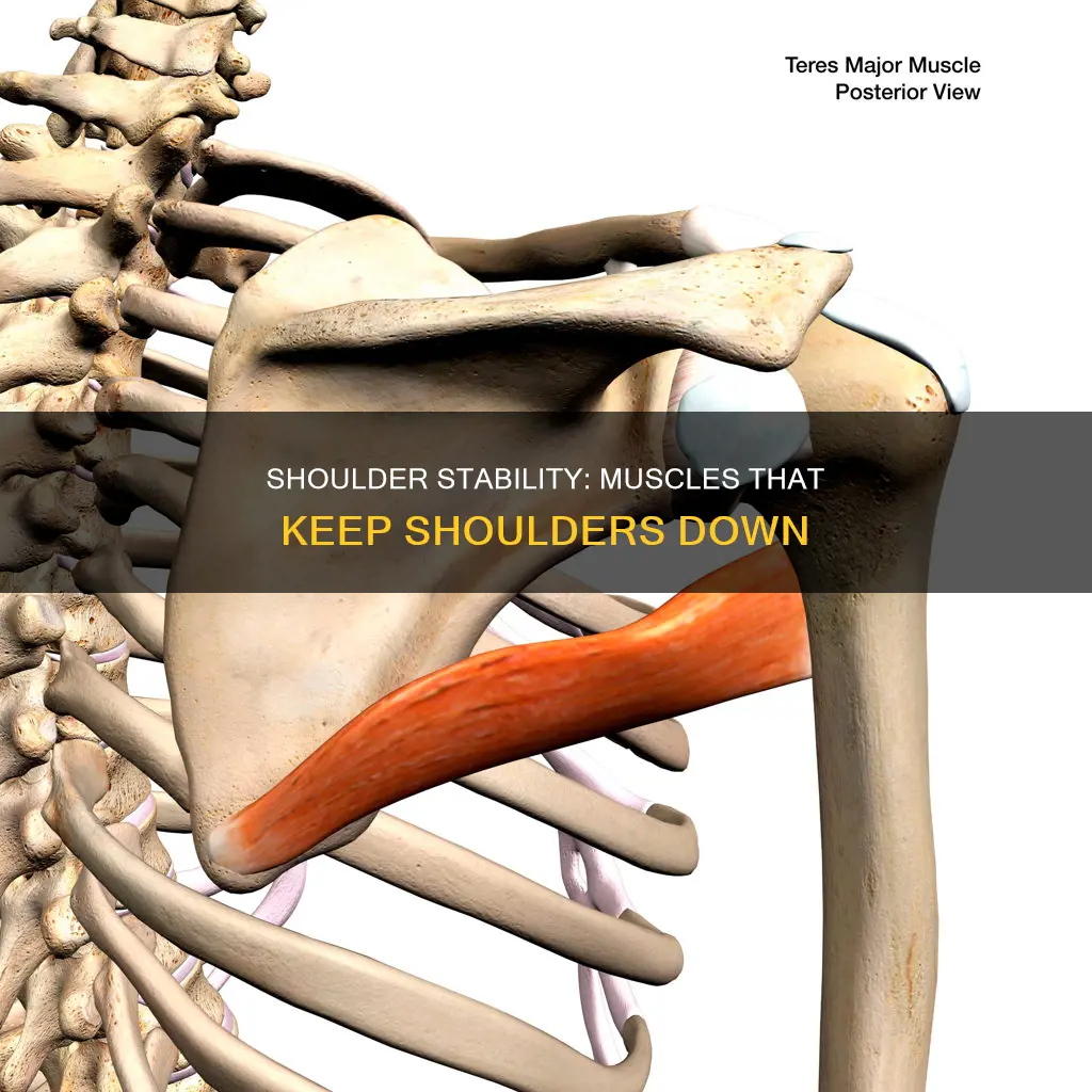 Shoulder Stability: Muscles That Keep Shoulders Down | CyVigor