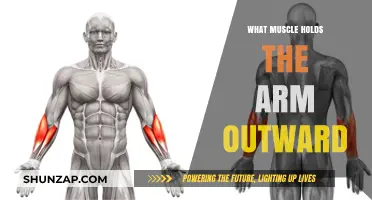 Where To Inject In The Arm: Targeting The Right Muscle Safely | CyVigor