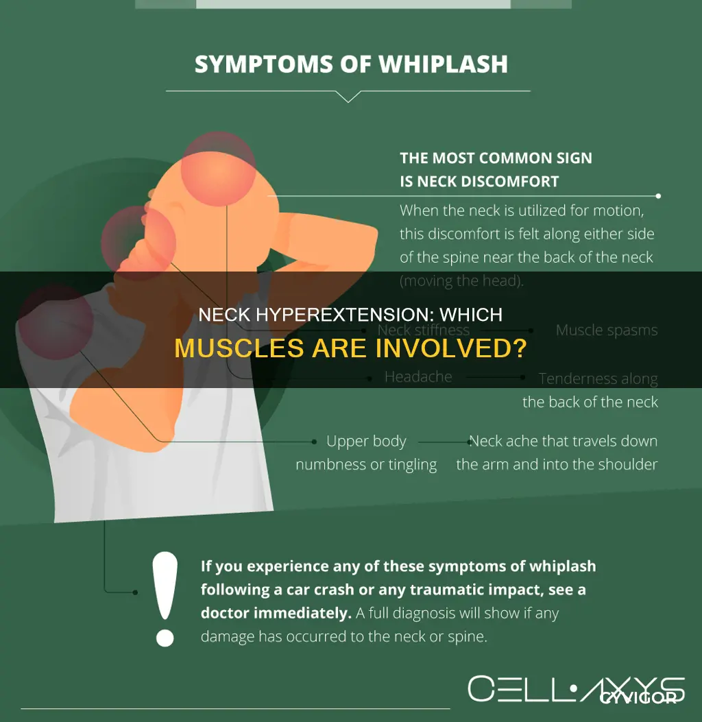 Neck Hyperextension: Which Muscles Are Involved? | CyVigor