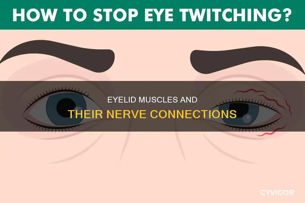 Eyelid Muscles And Their Nerve Connections | CyVigor