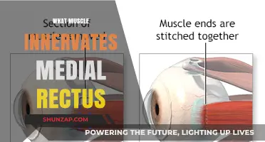 Understanding Whiplash: Which Muscles Are Affected? | CyVigor