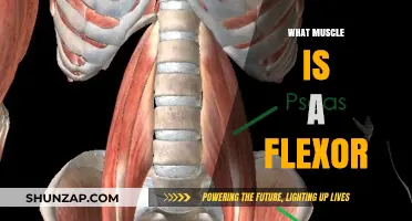 Internal Shoulder Rotators: The Muscles That Move Your Scapula | CyVigor