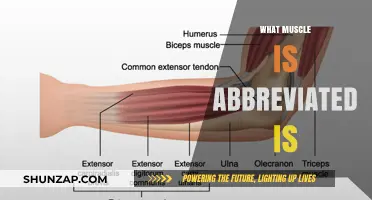 Understanding The Quadriceps: Muscles Above The Knee | CyVigor