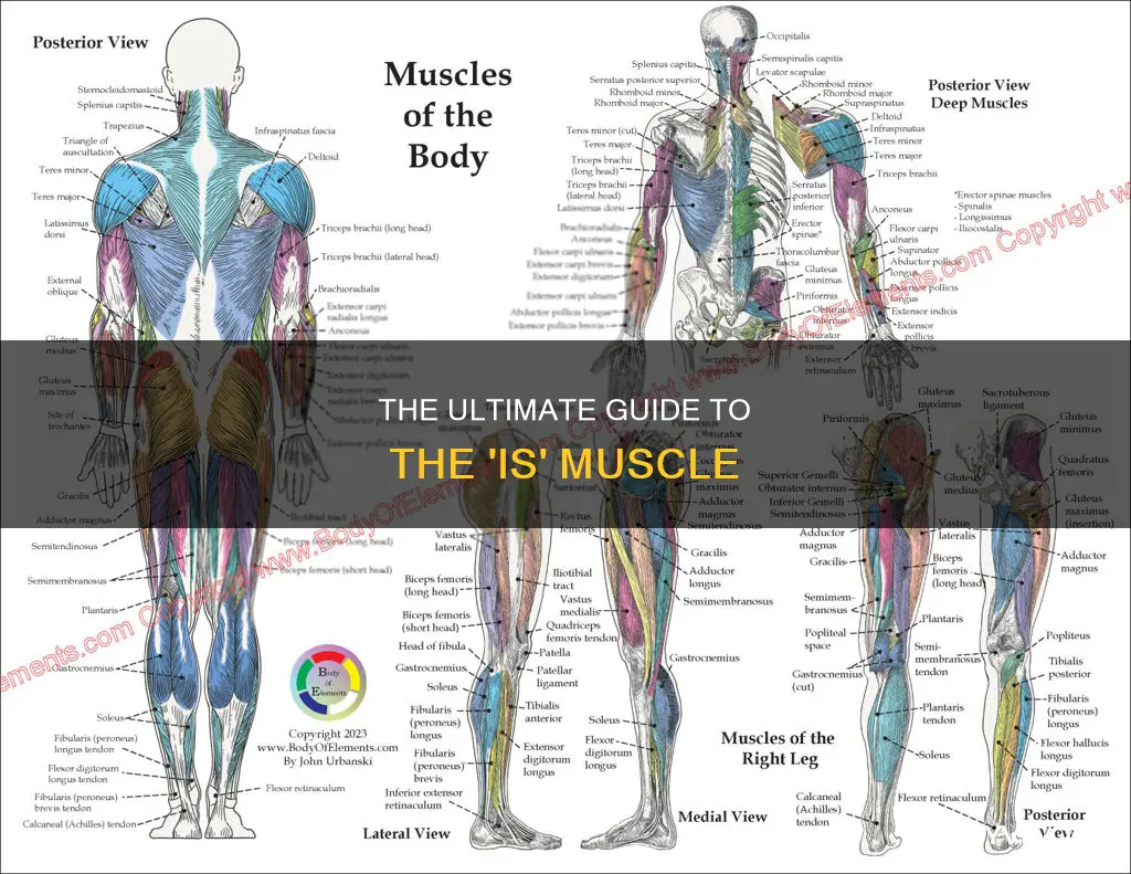 The Ultimate Guide To The 'Is' Muscle | CyVigor