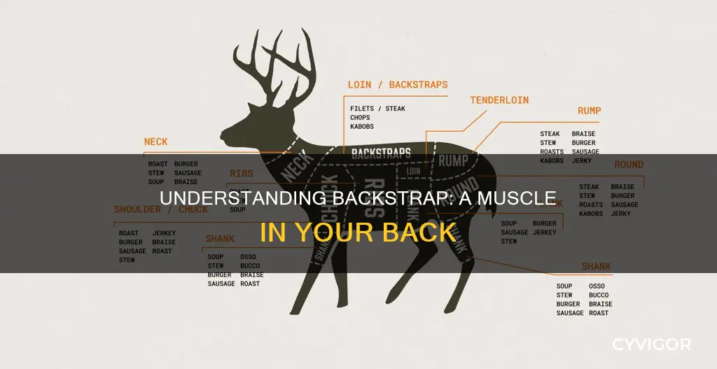 Understanding Backstrap: A Muscle In Your Back | CyVigor