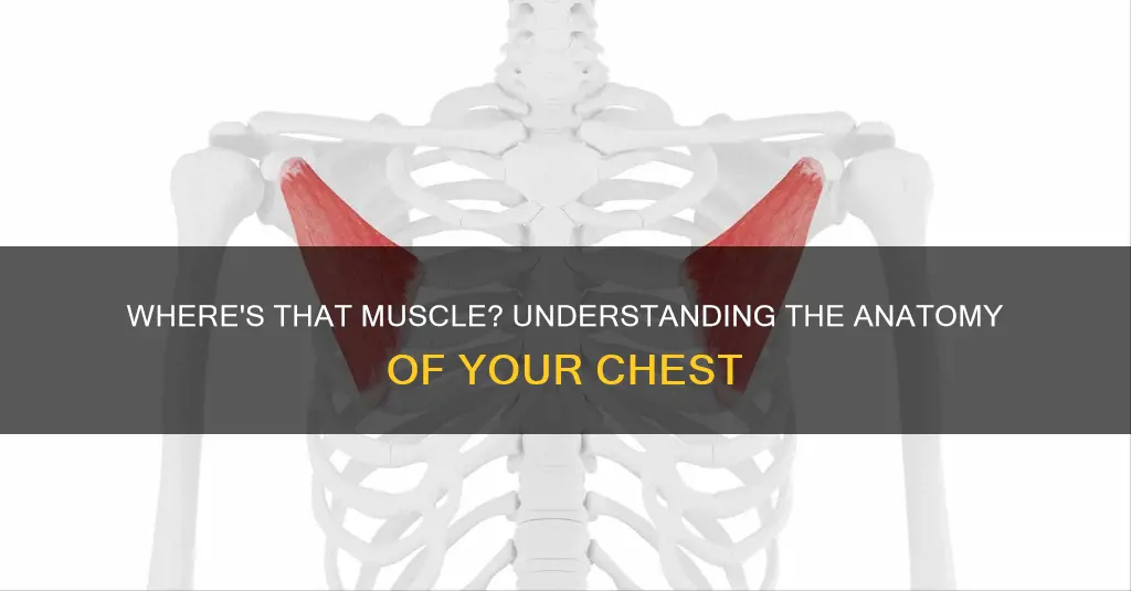Where's That Muscle? Understanding The Anatomy Of Your Chest | CyVigor