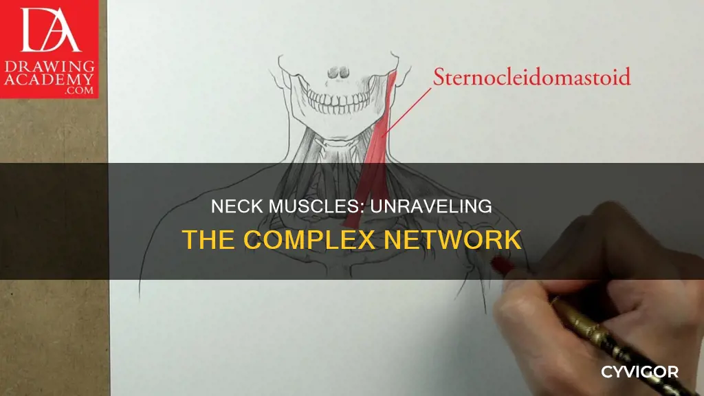 Neck Muscles: Unraveling The Complex Network | CyVigor