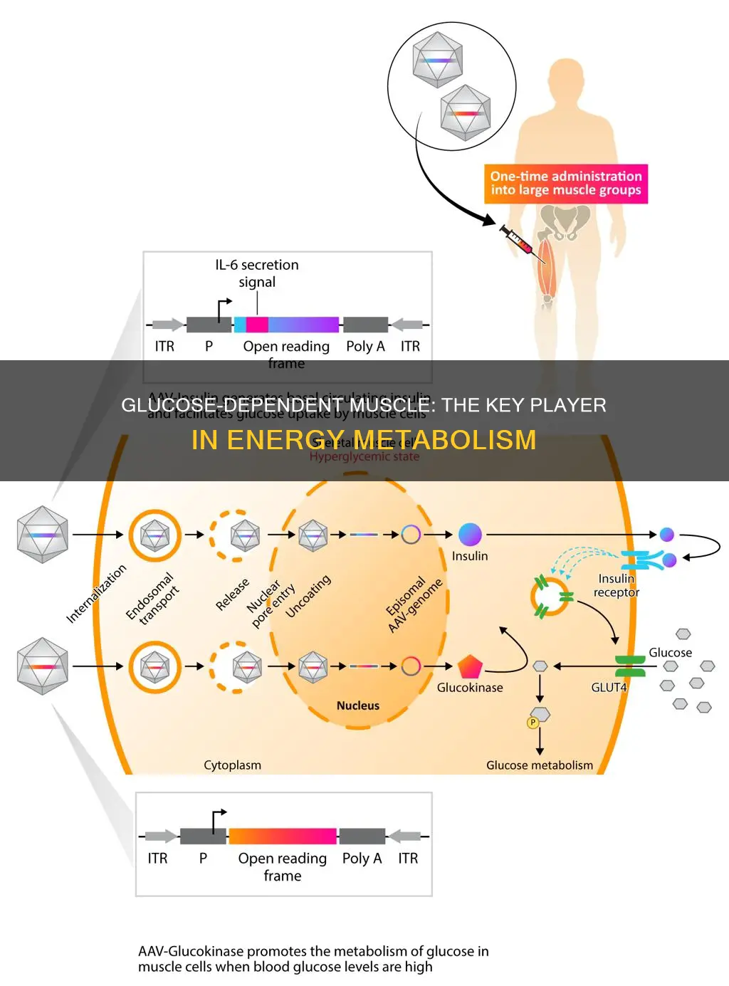 Glucose-Dependent Muscle: The Key Player In Energy Metabolism | CyVigor