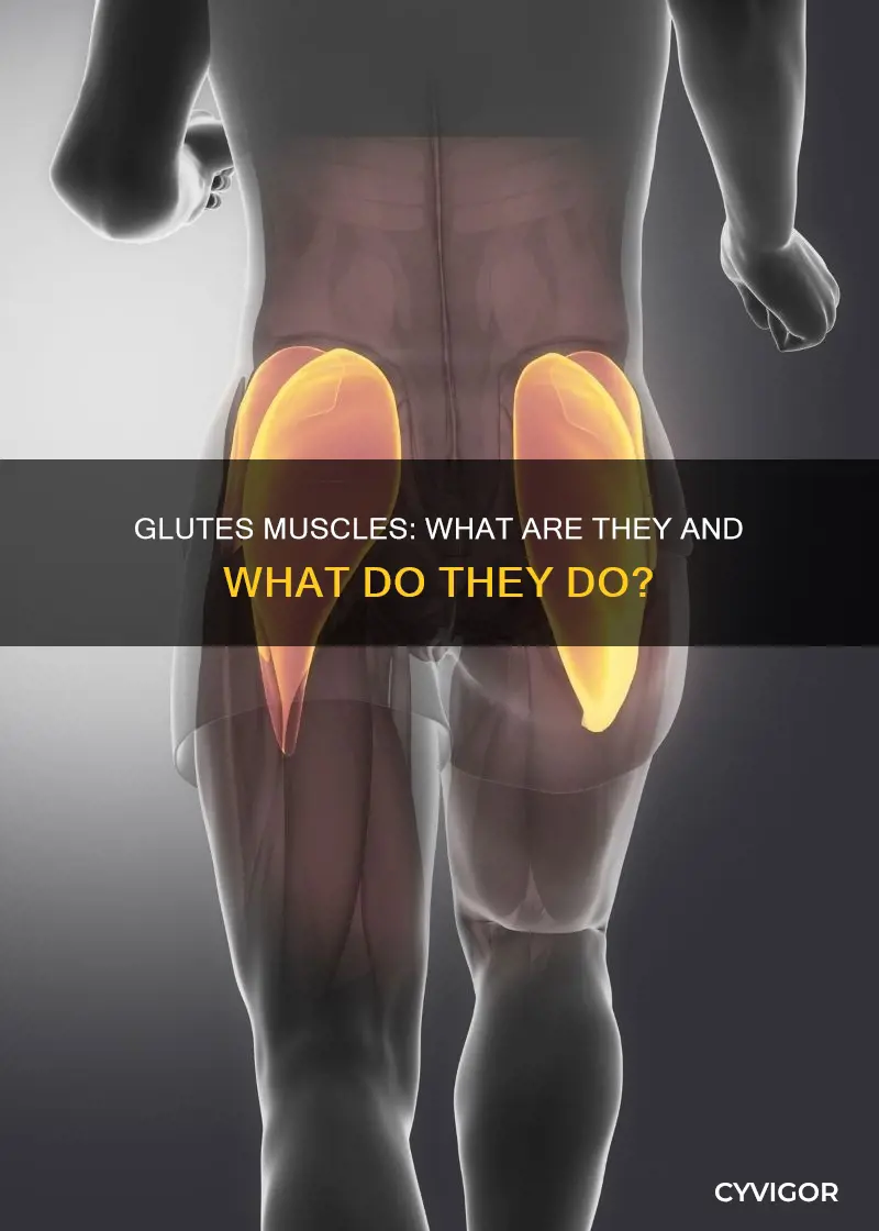 Glutes Muscles: What Are They And What Do They Do? | CyVigor
