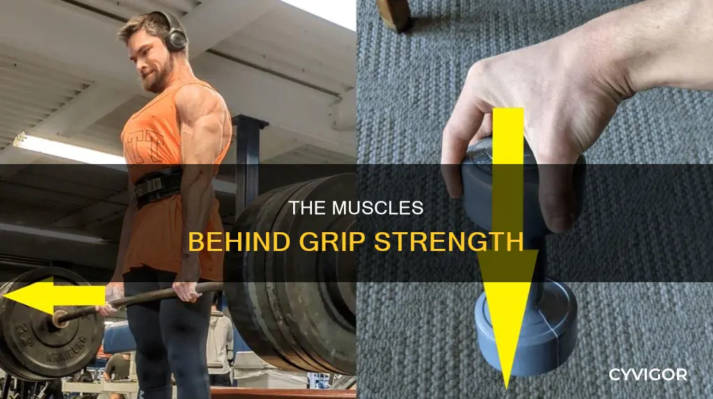The Muscles Behind Grip Strength | CyVigor