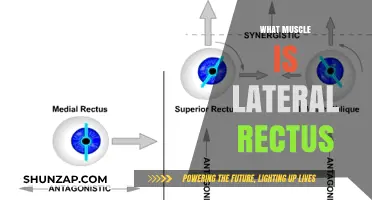 Anterior Muscles: What's In Front? | CyVigor
