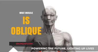 Hawkins Test: Which Muscles Are Involved And Why? | CyVigor