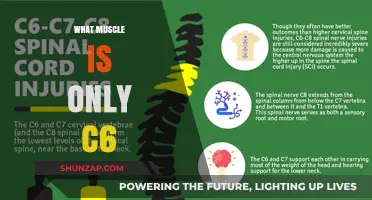 Understanding The Anatomy Of Your Pecs | CyVigor