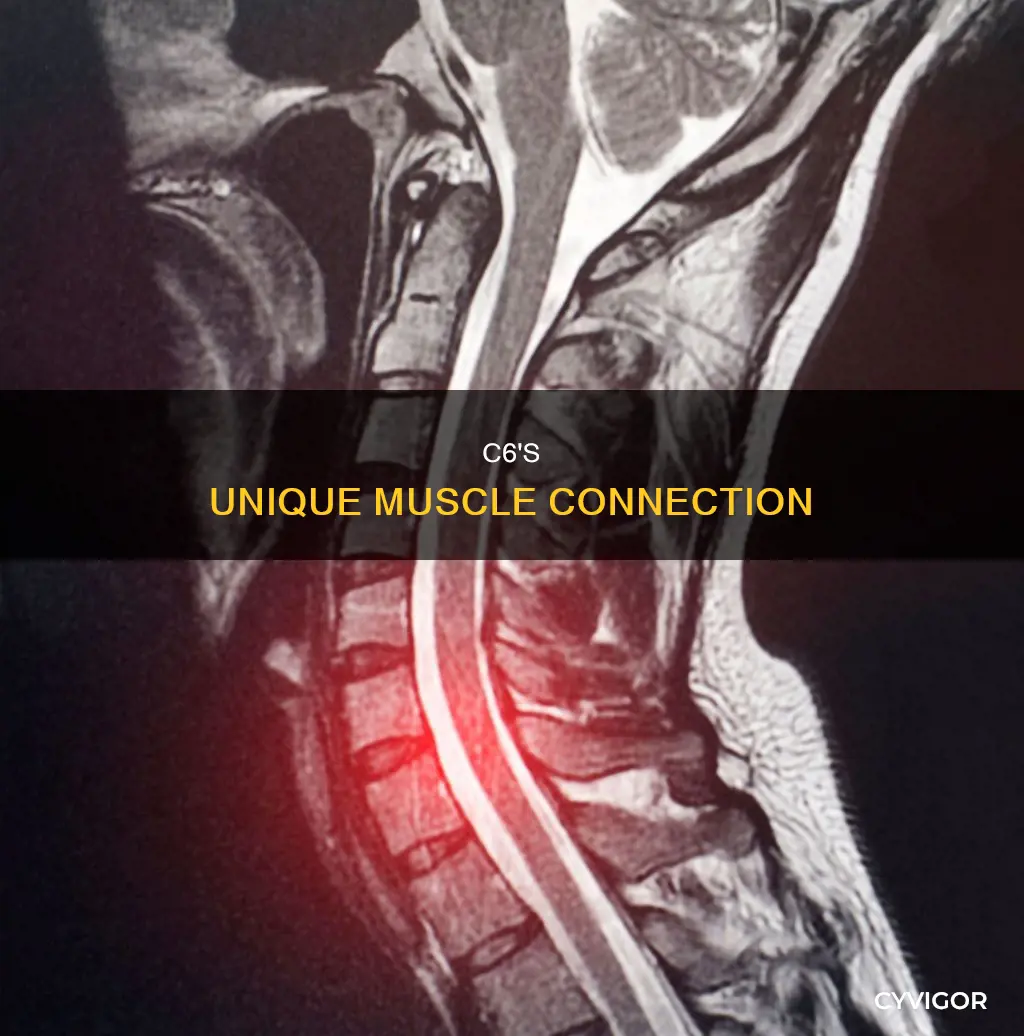 C6's Unique Muscle Connection | CyVigor