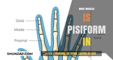 Anterior Muscles: What's In Front? | CyVigor
