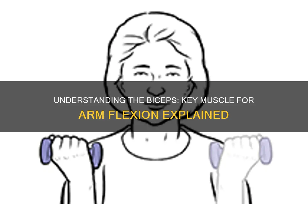 Understanding The Biceps: Key Muscle For Arm Flexion Explained | CyVigor