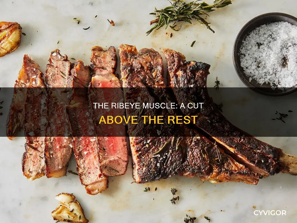 The Ribeye Muscle: A Cut Above The Rest | CyVigor
