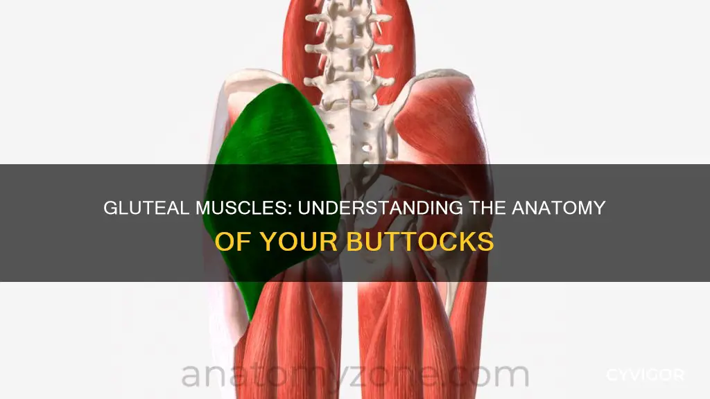 Gluteal Muscles: Understanding The Anatomy Of Your Buttocks | CyVigor