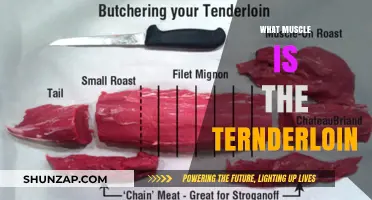 Understanding The Gracilis Muscle Function And Location | CyVigor