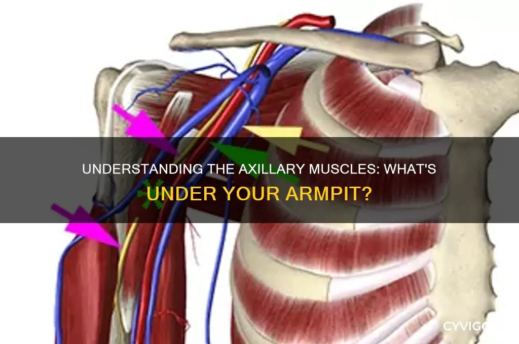 Understanding The Axillary Muscles: What's Under Your Armpit? | CyVigor