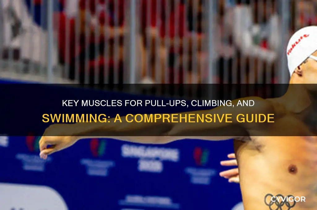 Key Muscles For Pull-Ups, Climbing, And Swimming: A Comprehensive Guide ...