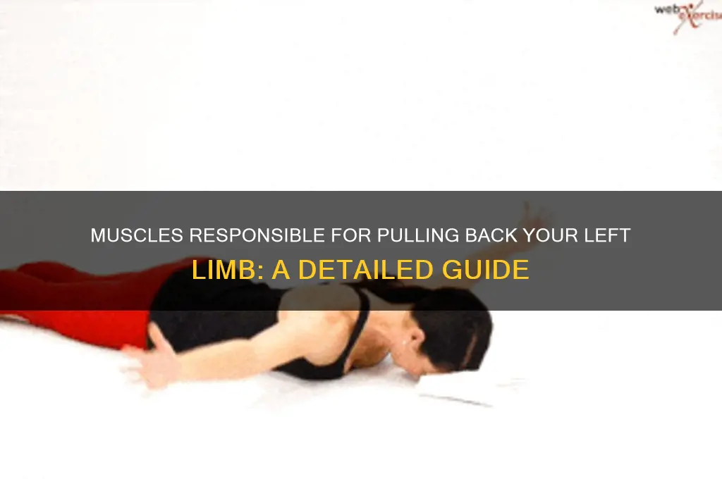 Muscles Responsible For Pulling Back Your Left Limb: A Detailed Guide ...