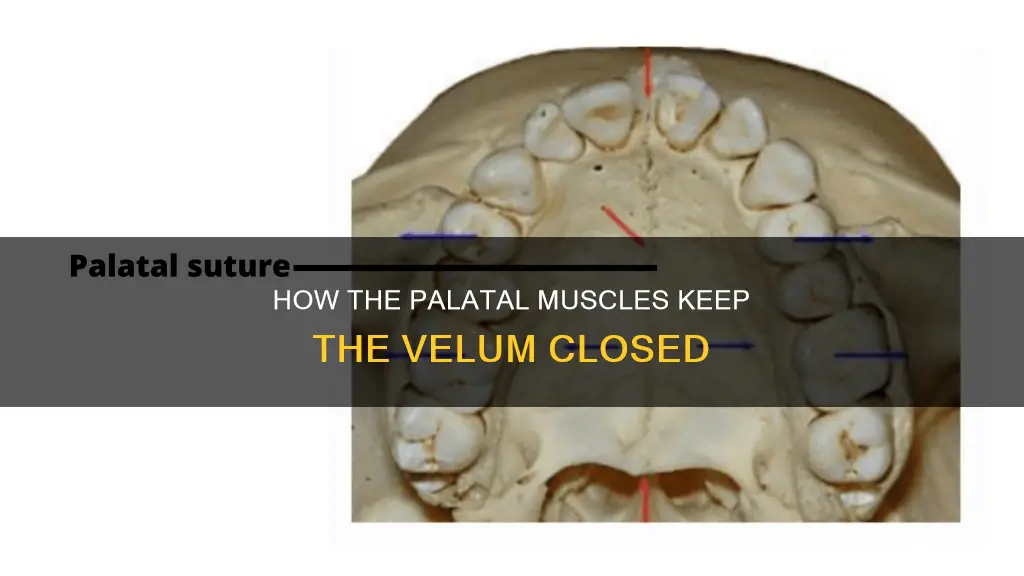How The Palatal Muscles Keep The Velum Closed | CyVigor