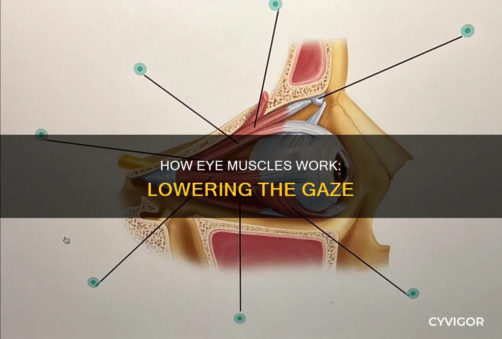 How Eye Muscles Work: Lowering The Gaze | CyVigor