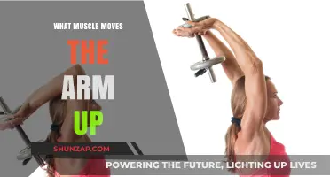 Lateral Arm Rotation: Key Muscles And Their Functions Explained | CyVigor