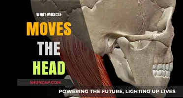 How Scalp Muscles Work And Why | CyVigor