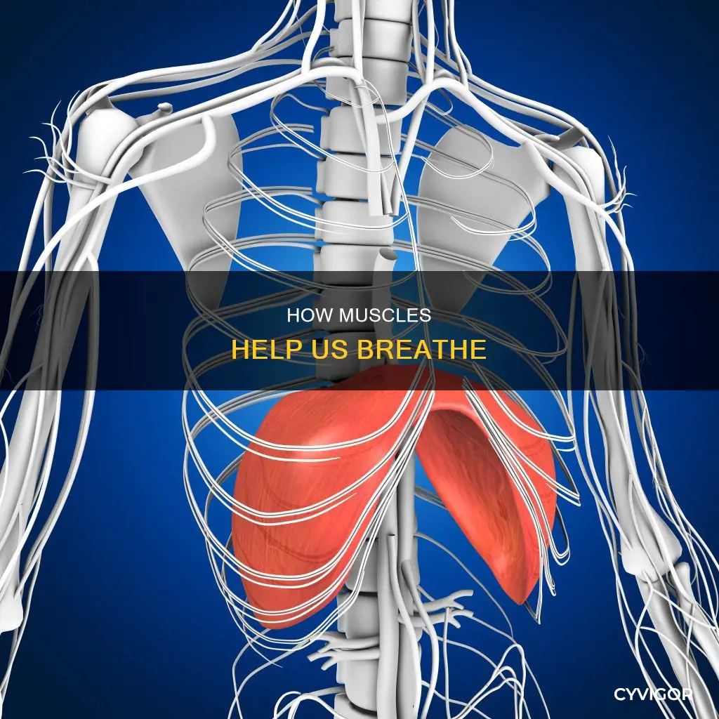 How Muscles Help Us Breathe | CyVigor