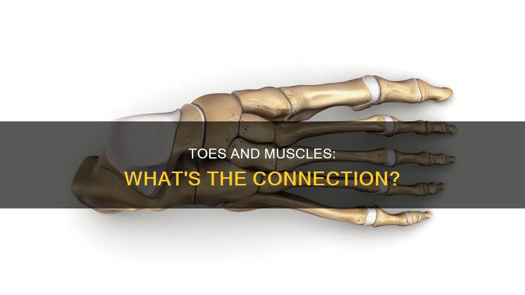 Toes And Muscles: What's The Connection? | CyVigor
