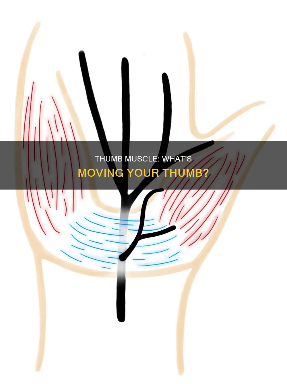 Thumb Muscle: What's Moving Your Thumb? | CyVigor