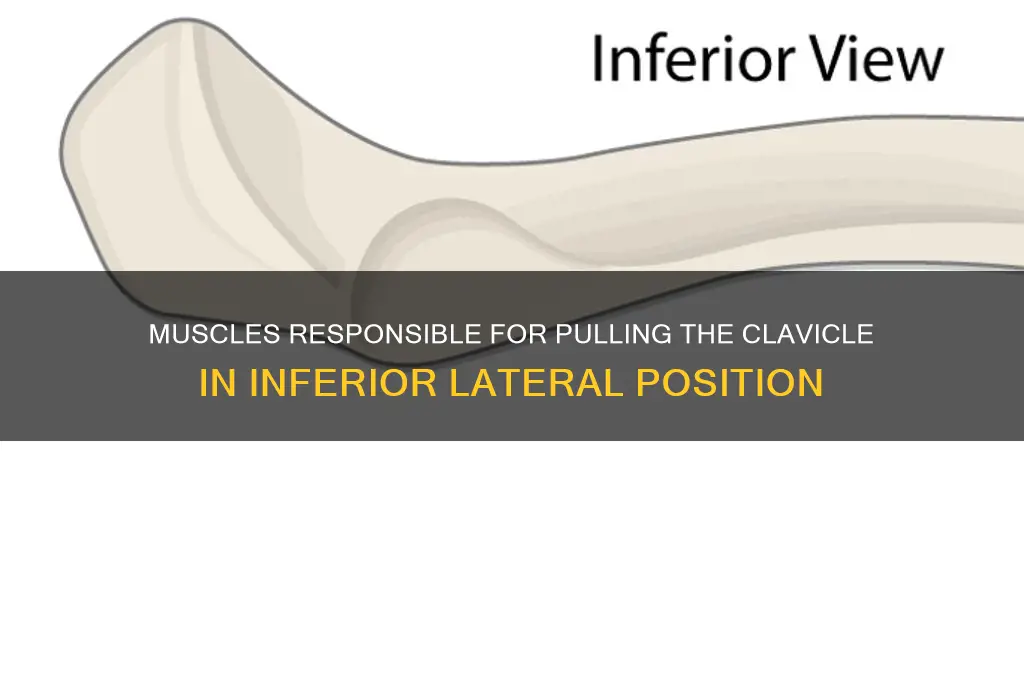 Muscles Responsible For Pulling The Clavicle In Inferior Lateral ...