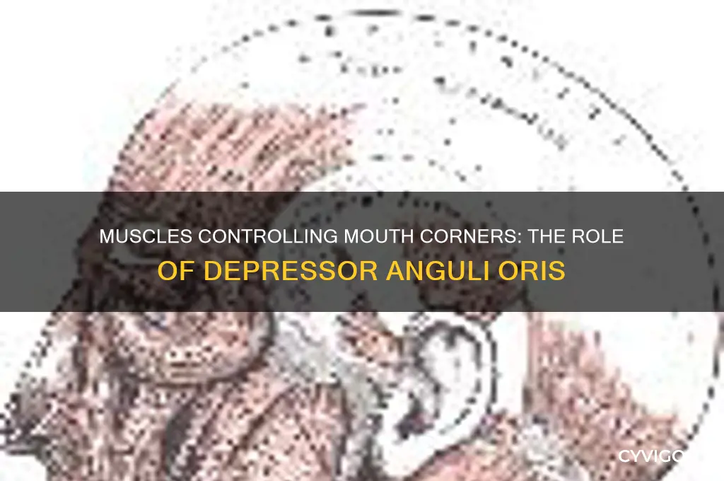 Muscles Controlling Mouth Corners: The Role Of Depressor Anguli Oris ...