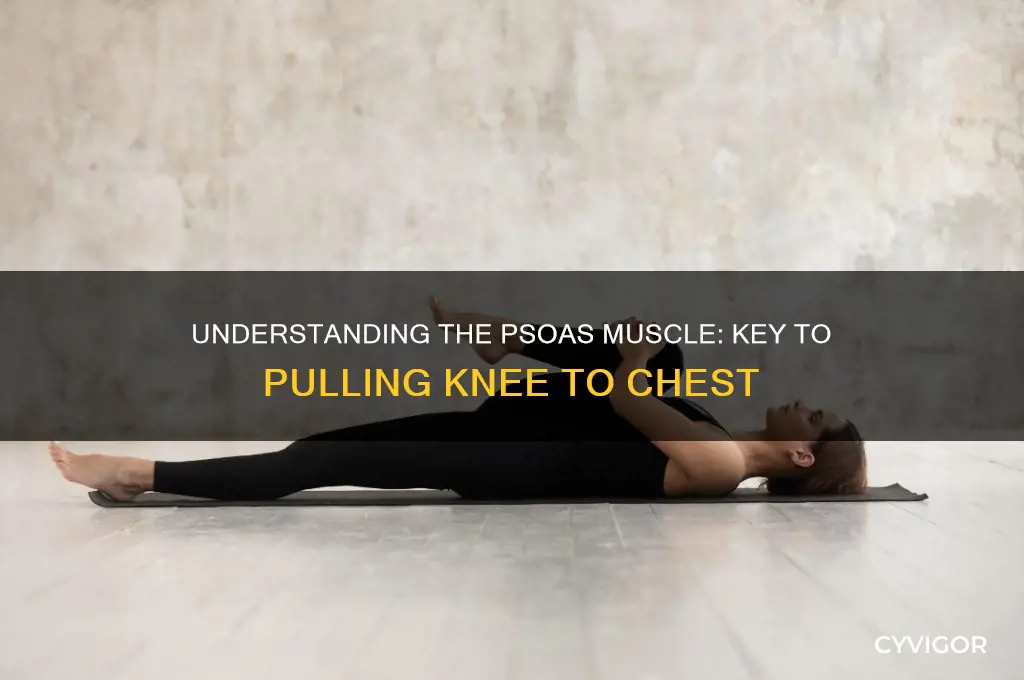 Understanding The Psoas Muscle: Key To Pulling Knee To Chest | CyVigor