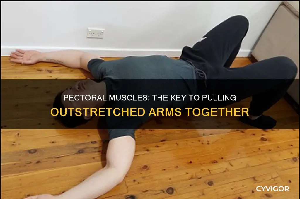 Pectoral Muscles: The Key To Pulling Outstretched Arms Together | CyVigor